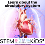 Valentine's Day Science and STEM Activities for Kids with the ...